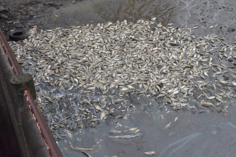 Surprise catch of the day: Tons of stinking dead fish found in east ...
