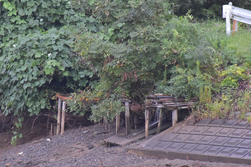 Surprise catch of the day: Tons of stinking dead fish found in east ...