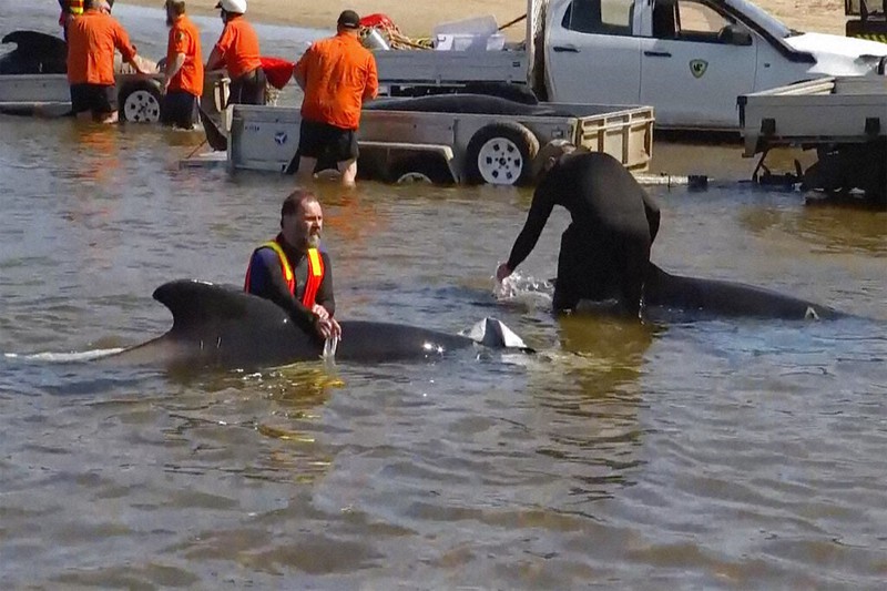 32 pilot whales rescued out of 230 stranded in Australia - The Mainichi
