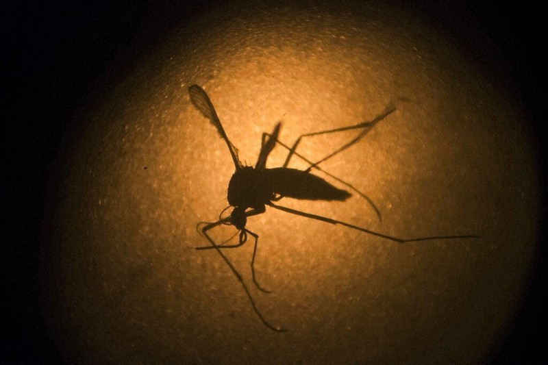 EU regulator recommends clearing Takeda's dengue vaccine - The Mainichi