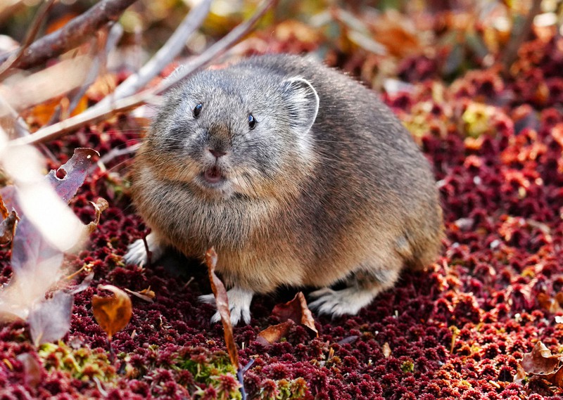 エゾナキウサギの冬支度 エゾリスの姿も [写真特集2/7] | 毎日新聞