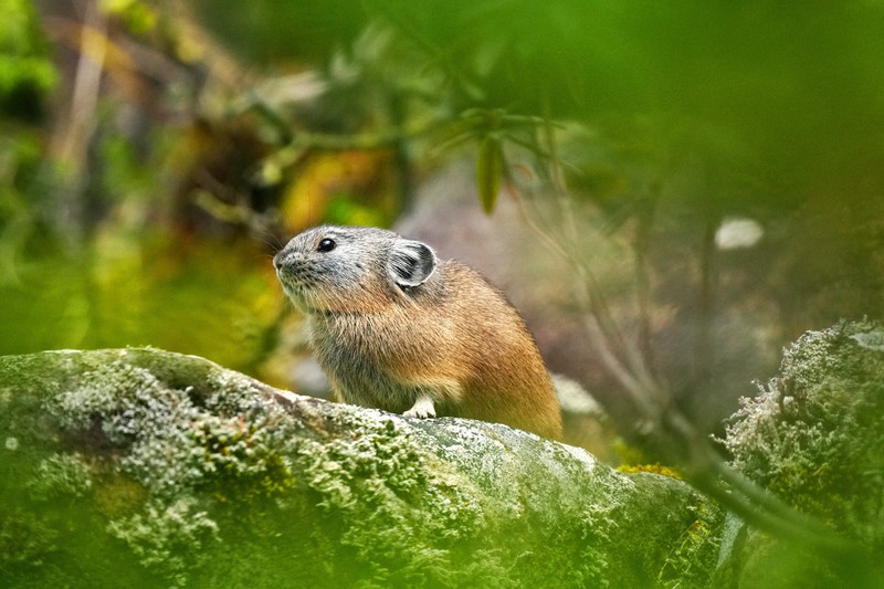 In Photos: Hokkaido's cute pikas, squirrels make appearances before ...