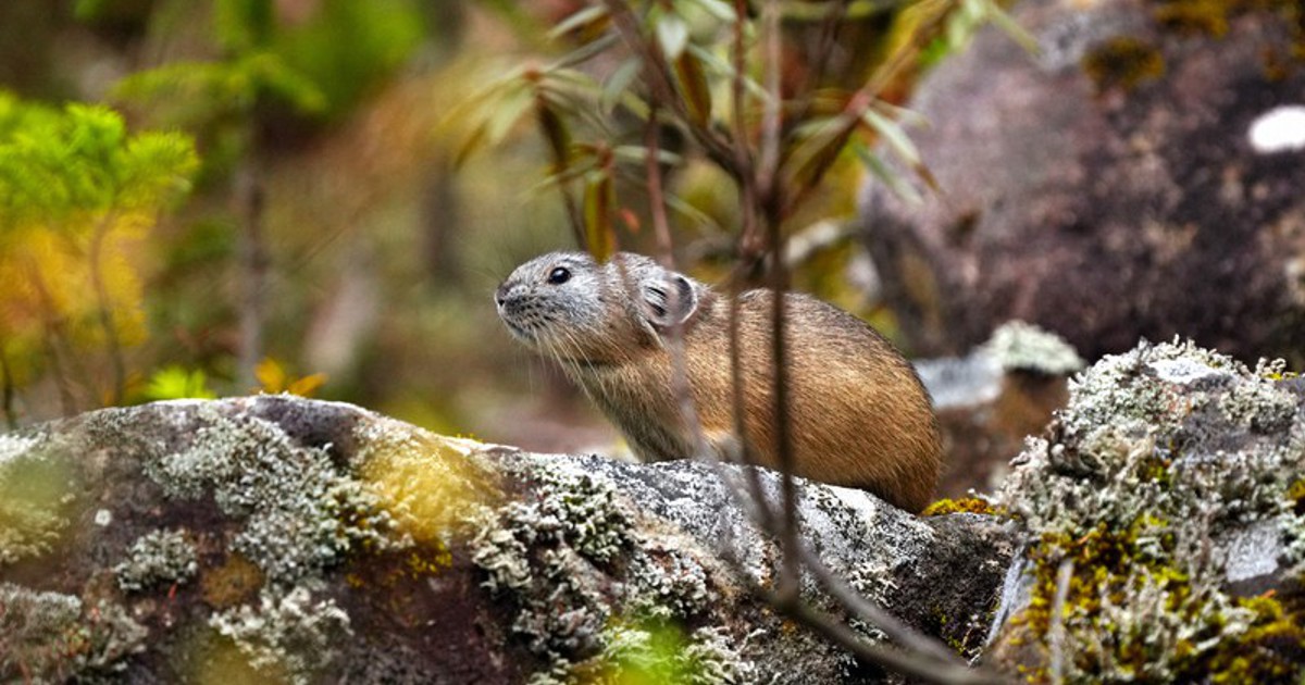 In Photos: Hokkaido's cute pikas, squirrels make appearances before ...