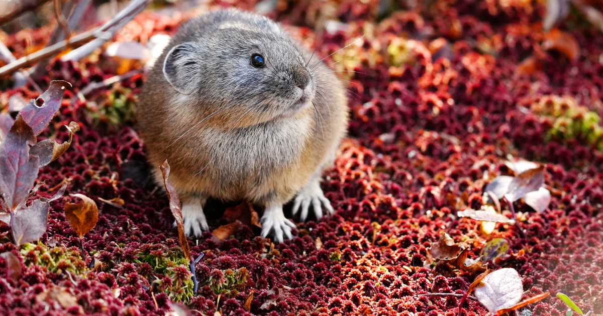 Adorable northern pikas in Hokkaido prepare for winter - The Mainichi