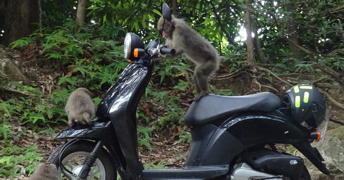 Motorcycle monkey photo wins grand prix in southwest Japan photo ...
