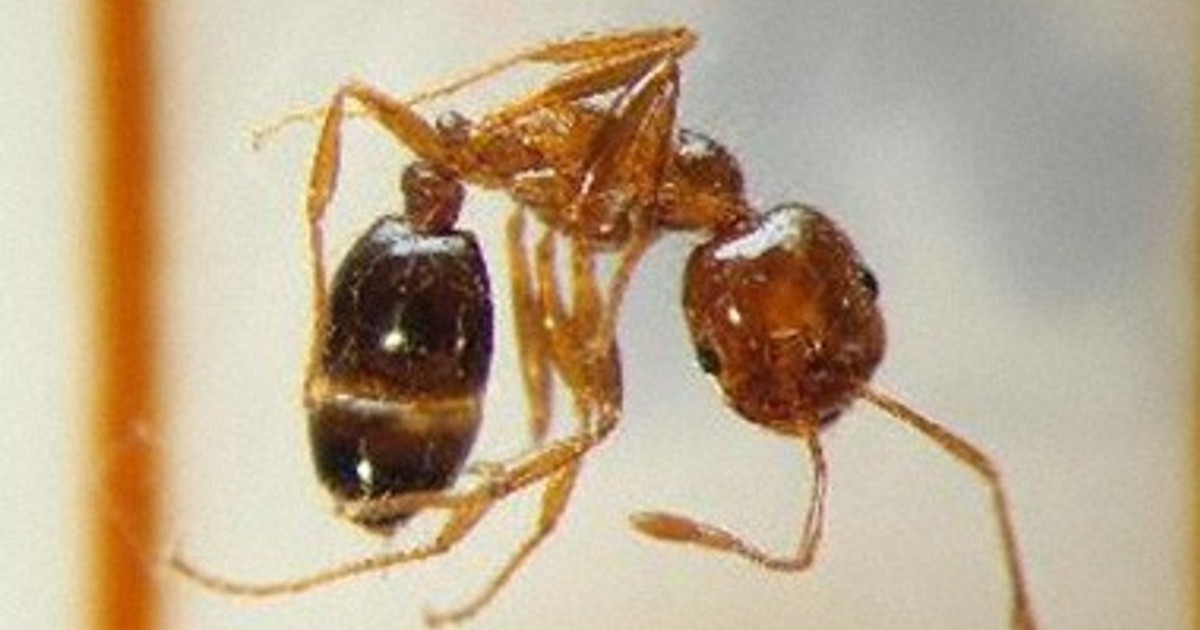 Record 10,000-plus fire ants found in container imported to Japan - The ...