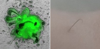 Hair-raising research: Scientists in Japan successfully grow mature ...