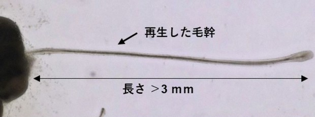 Mouse Hair Microscope