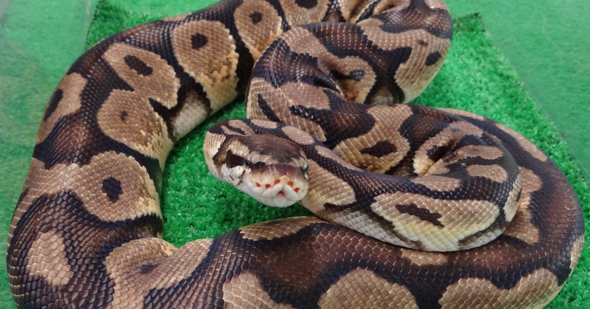 2 pythons loose after being left behind at Japanese company dorm - The ...