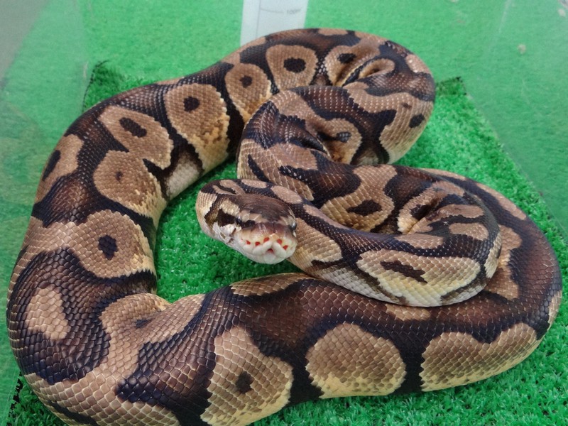 2 pythons loose after being left behind at Japanese company dorm - The ...