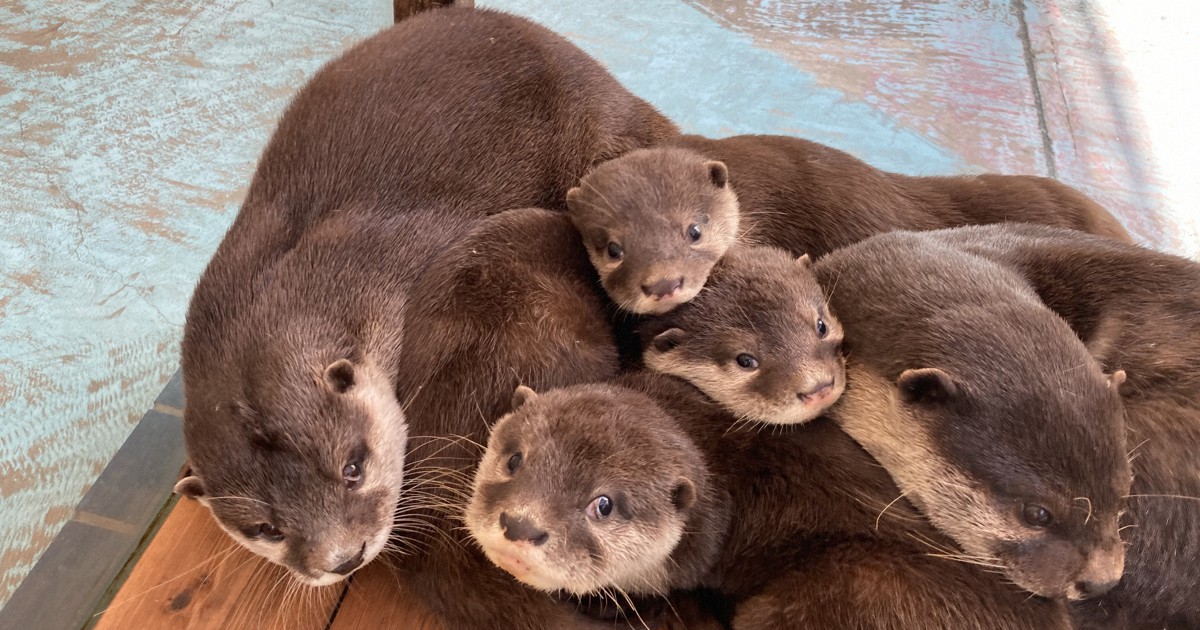 Otters born at aquarium in central Japan named after rice ball fillings ...