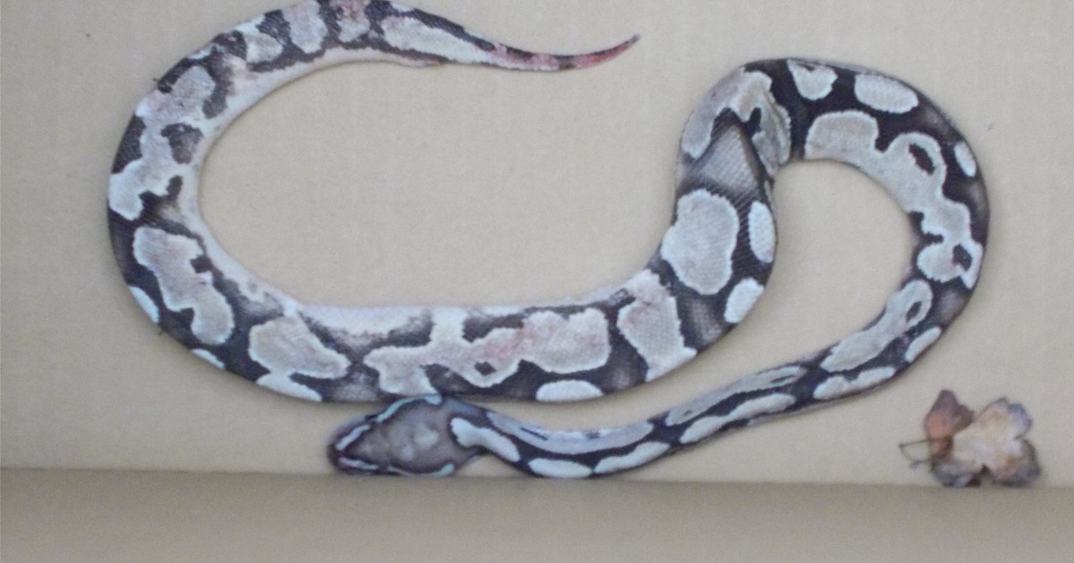 2 pythons captured after being let loose by mistake at Japan company ...