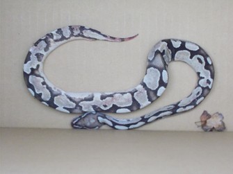 2 pythons captured after being let loose by mistake at Japan company ...