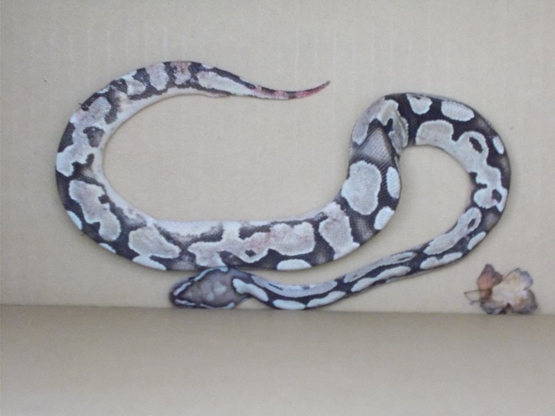 2 pythons captured after being let loose by mistake at Japan company ...