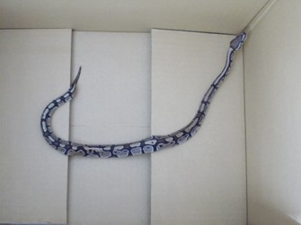 2 pythons captured after being let loose by mistake at Japan company ...