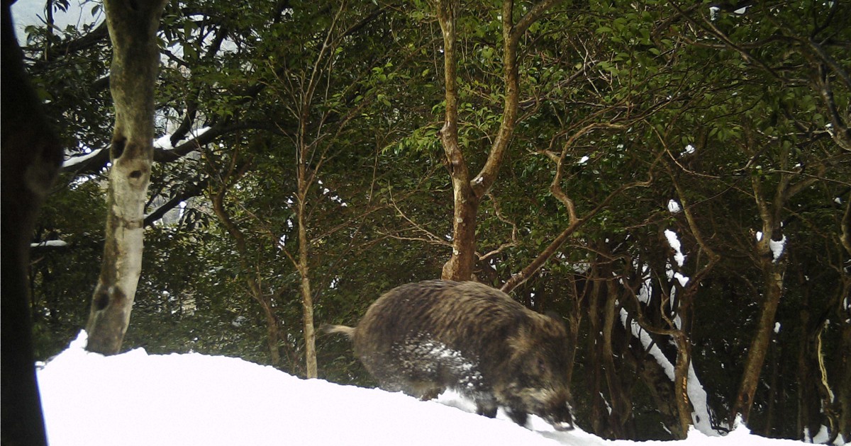 Hunters in Japan targeted in $1.2-million income tax probe - The Mainichi