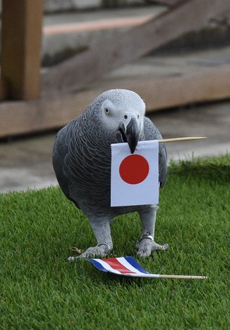 A first round exit for Japan? Parrot at zoo predicts 1 World Cup group ...