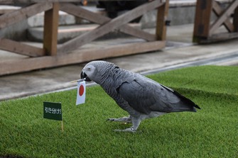 A first round exit for Japan? Parrot at zoo predicts 1 World Cup group ...
