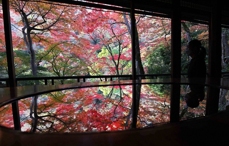 In Photos: Autumn maple leaves at Kyoto dyeing studio at their fiery ...