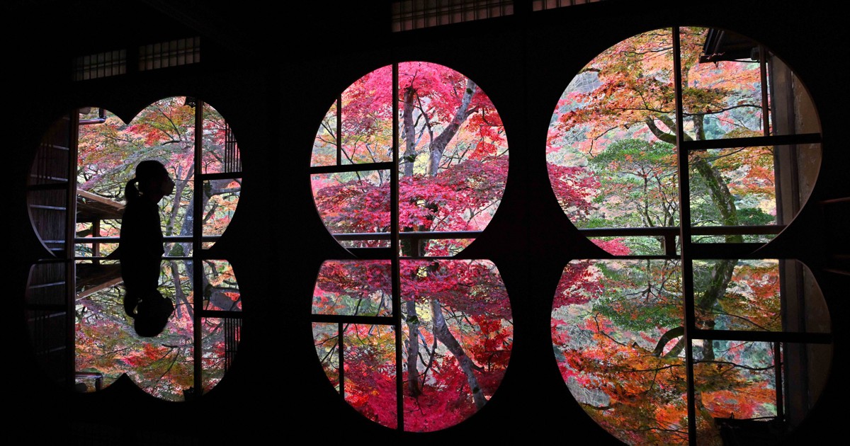 Kyoto dyeing studio's autumn maples make artful impression - The Mainichi