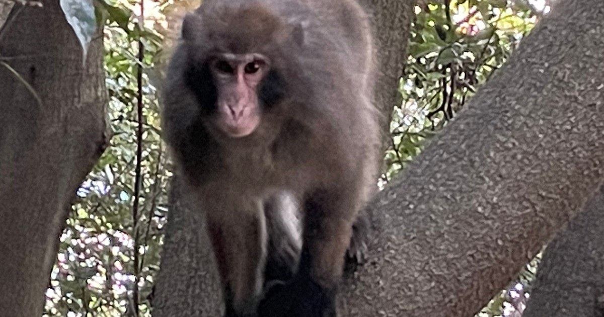 Rare sighting of wild monkey in west Japan's Kobe reported - The Mainichi