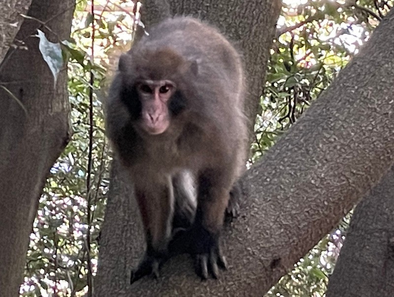 Rare sighting of wild monkey in west Japan's Kobe reported - The Mainichi