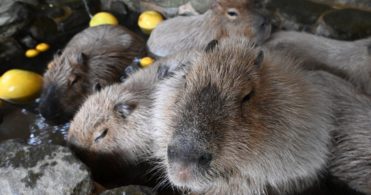 In Photos: Capybaras soak in open-air 'pomelo bath' in Nagasaki - The ...