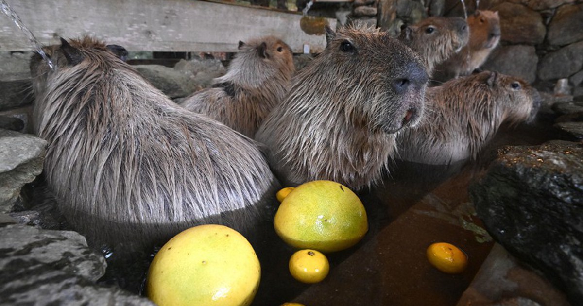 In Photos: Capybaras soak in open-air 'pomelo bath' in Nagasaki - The ...