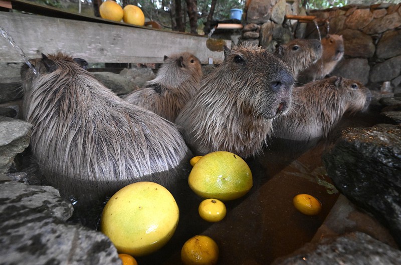 In Photos: Capybaras soak in open-air 'pomelo bath' in Nagasaki - The Mainichi