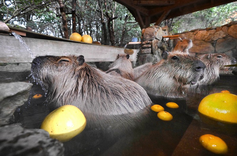 In Photos: Capybaras soak in open-air 'pomelo bath' in Nagasaki - The Mainichi