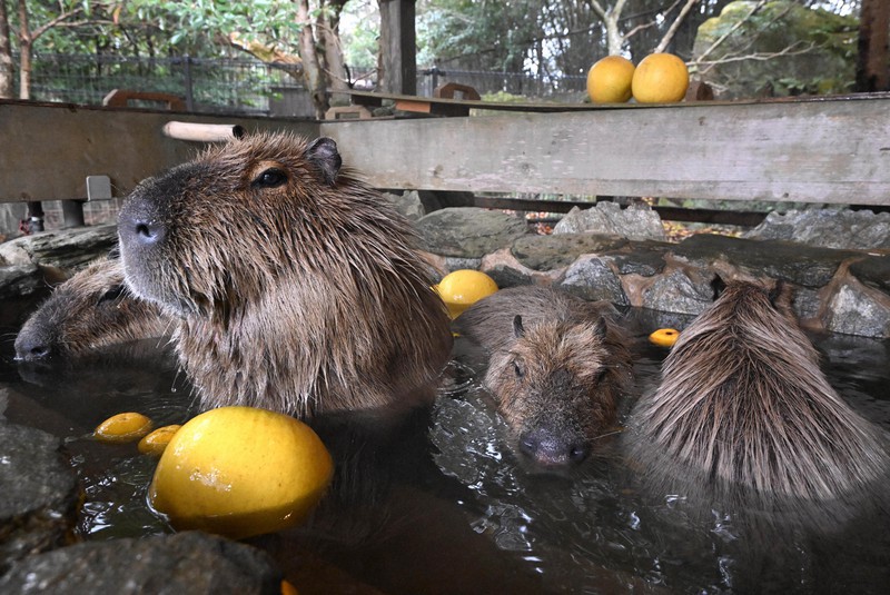 In Photos: Capybaras soak in open-air 'pomelo bath' in Nagasaki - The Mainichi