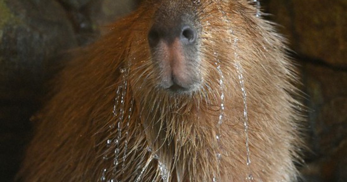 In Photos: Capybaras soak in open-air 'pomelo bath' in Nagasaki - The Mainichi