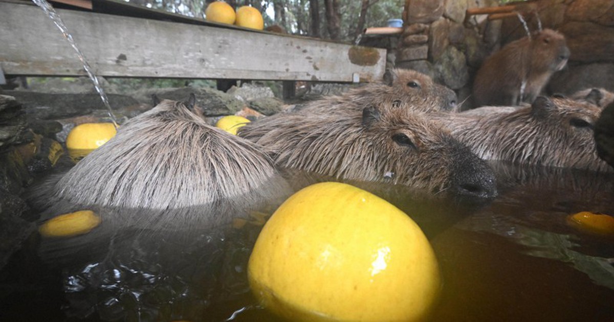 In Photos: Capybaras soak in open-air 'pomelo bath' in Nagasaki - The Mainichi