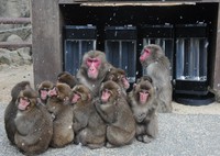 In Photos: Heaters keep visiting wild monkeys toasty at Japan zoo - The Mainichi
