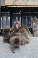 In Photos: Heaters keep visiting wild monkeys toasty at Japan zoo - The ...