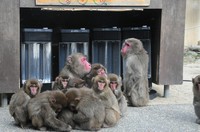 In Photos: Heaters keep visiting wild monkeys toasty at Japan zoo - The ...
