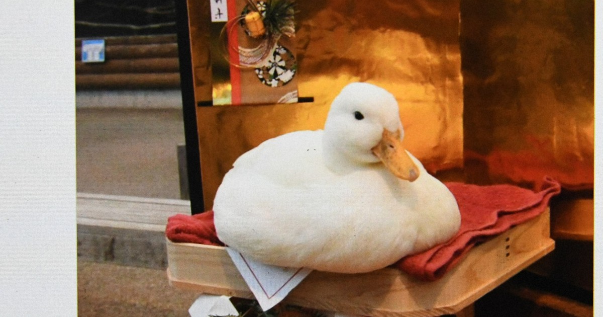 Call duck looking like rice cake decoration at west Japan park creates ...
