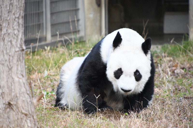 Return of Kobe zoo's giant panda to China postponed again due to old ...