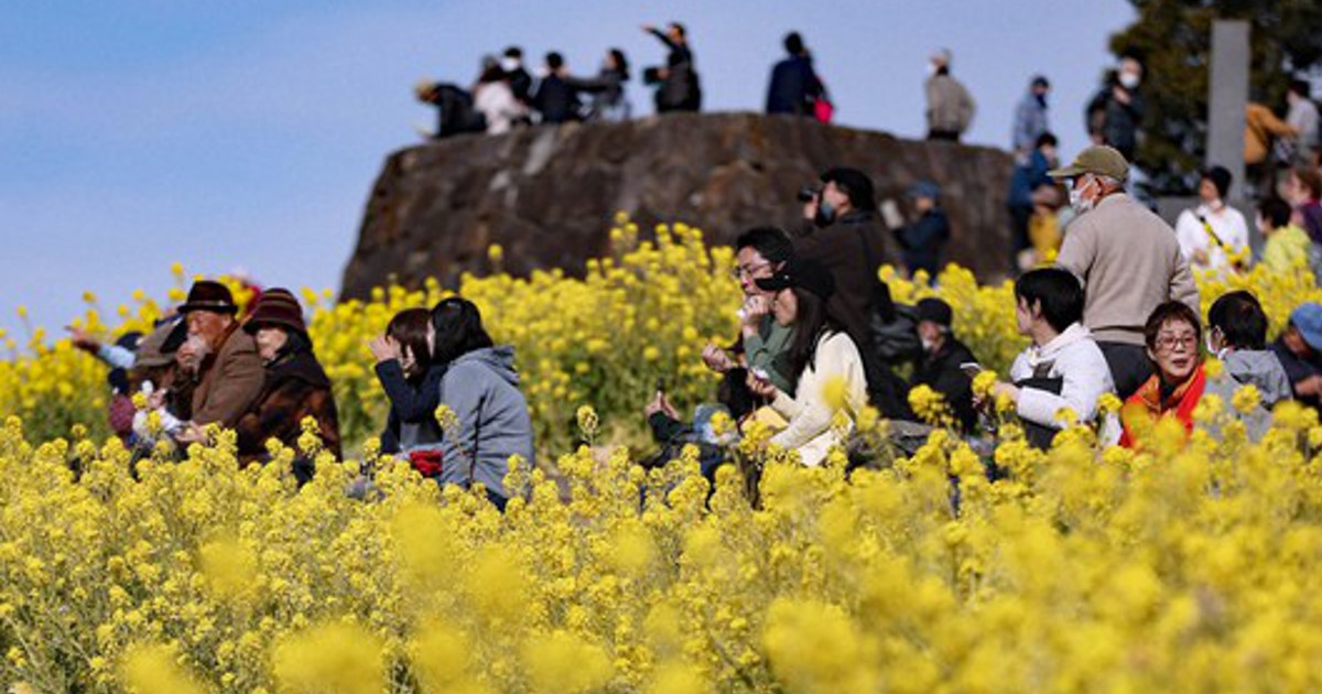 In Photos: Flowers of 60,000 canola plants in full bloom at east Japan ...