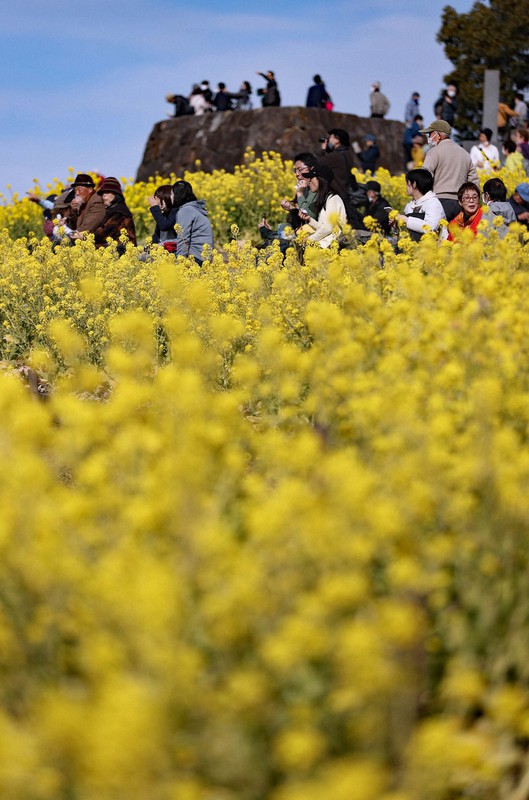 In Photos: Flowers of 60,000 canola plants in full bloom at east Japan ...