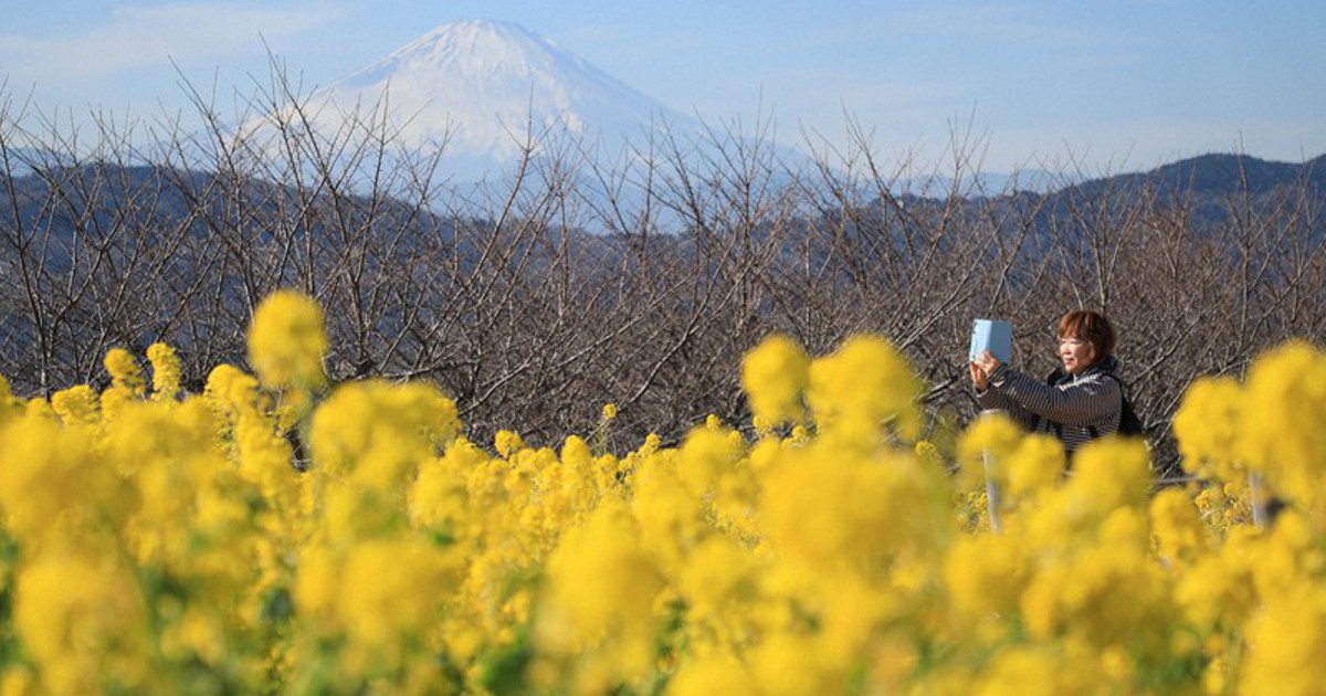 In Photos: Flowers of 60,000 canola plants in full bloom at east Japan ...