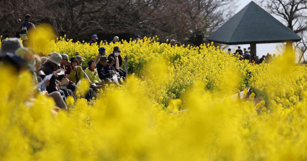 In Photos: Flowers of 60,000 canola plants in full bloom at east Japan ...