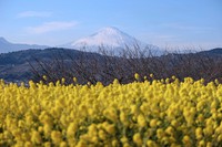 In Photos: Flowers of 60,000 canola plants in full bloom at east Japan ...