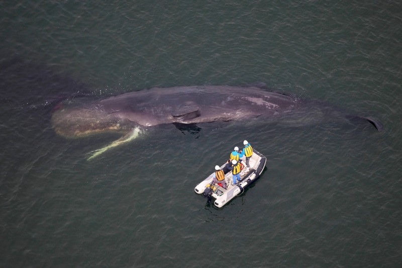 Body of lost whale that died in Osaka Bay may be disposed at sea - The ...