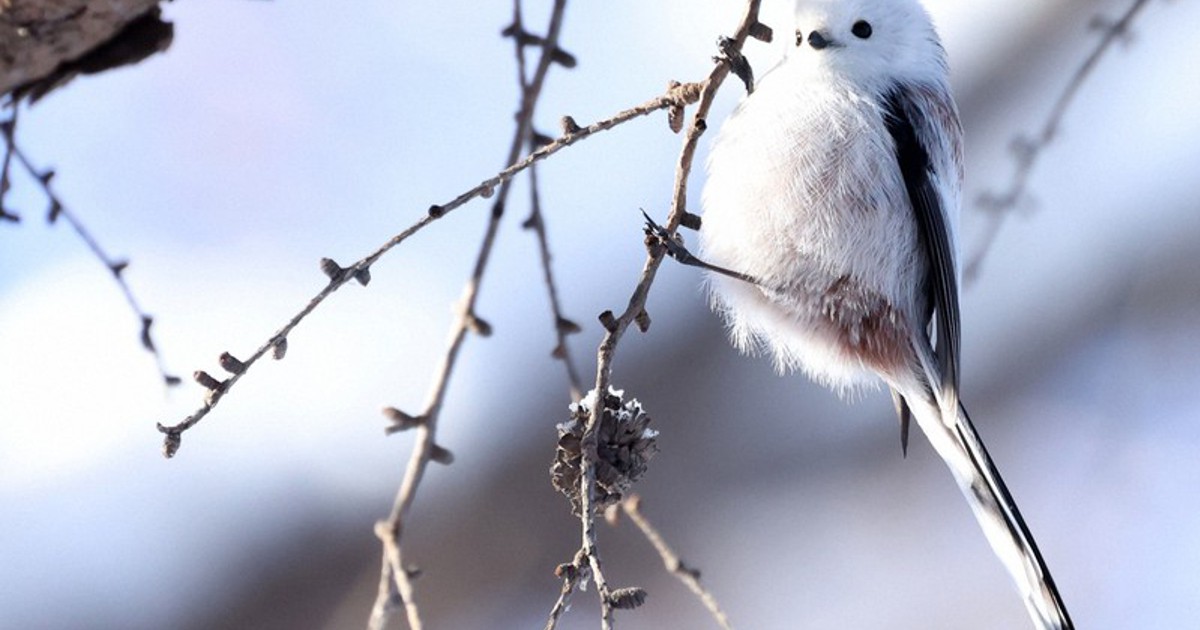 In Photos: 'Snow fairies' spotted in Hokkaido forest - The Mainichi