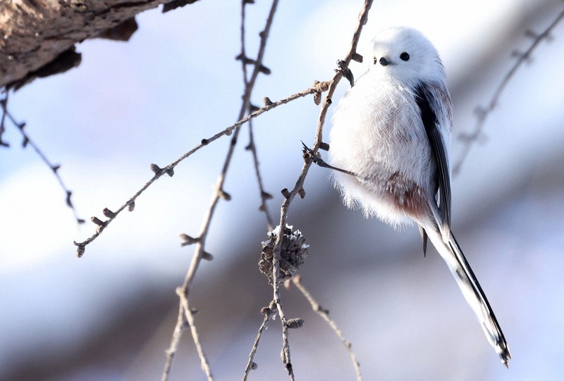 In Photos: 'Snow fairies' spotted in Hokkaido forest - The Mainichi