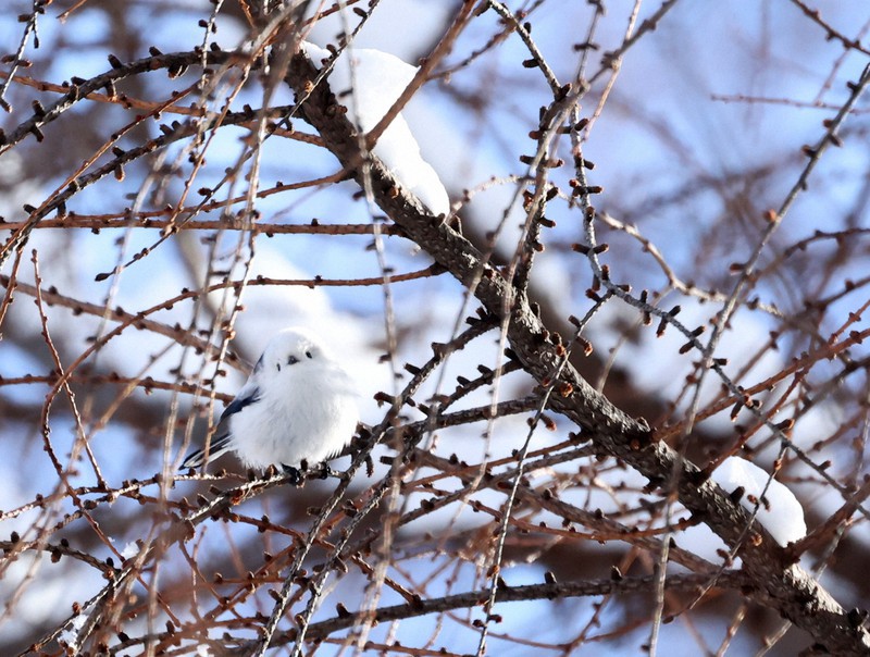 In Photos: 'Snow fairies' spotted in Hokkaido forest - The Mainichi