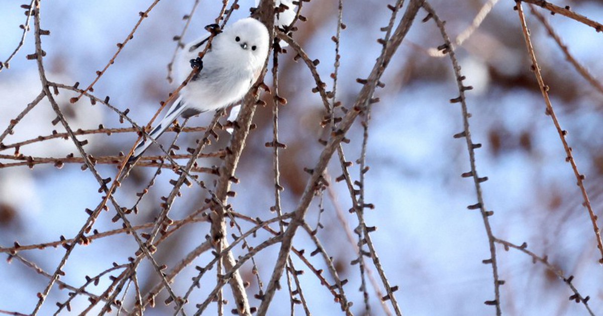 In Photos: 'Snow fairies' spotted in Hokkaido forest - The Mainichi