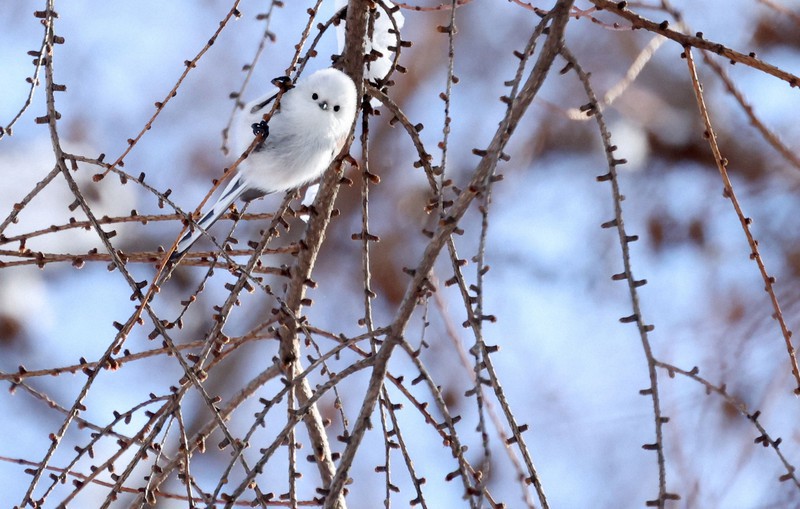 In Photos: 'Snow fairies' spotted in Hokkaido forest - The Mainichi