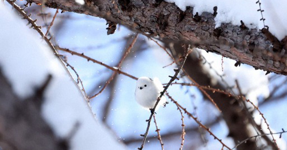 In Photos: 'Snow fairies' spotted in Hokkaido forest - The Mainichi